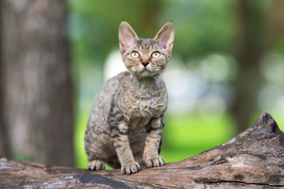 4 Cute Cat Breeds With Curly Hair (With Pictures & FAQs)