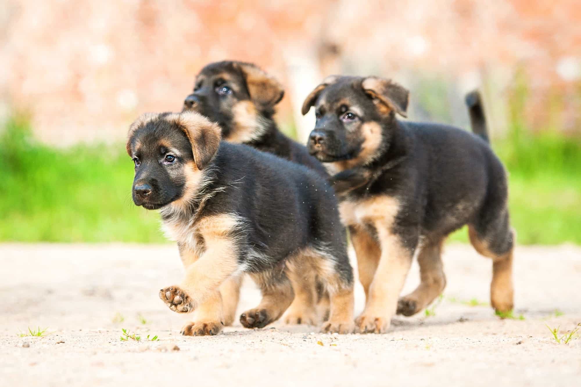 Short-Haired German Shepherd: Info, Pictures, FAQs & More