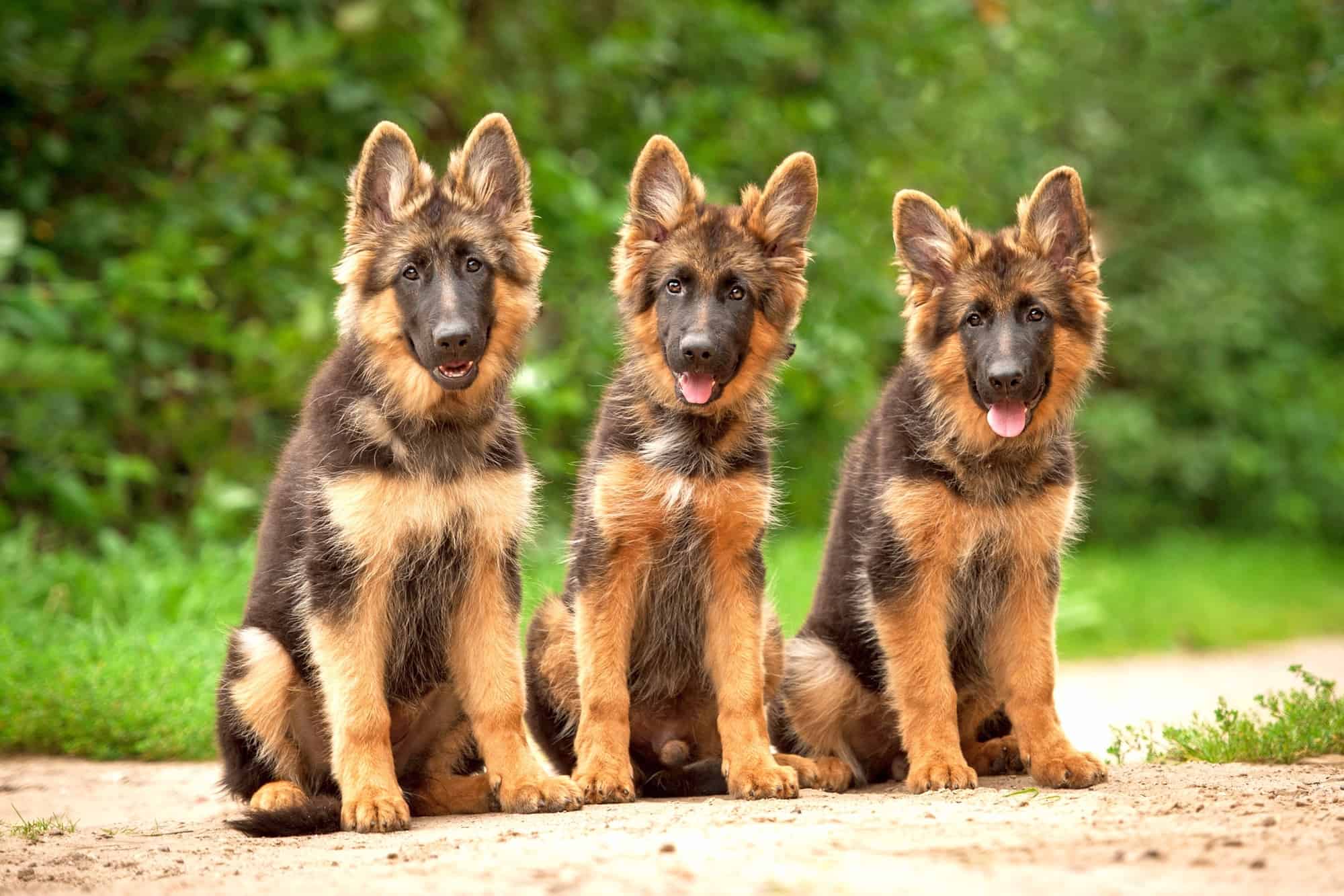 Short-Haired German Shepherd: Info, Pictures, FAQs & More