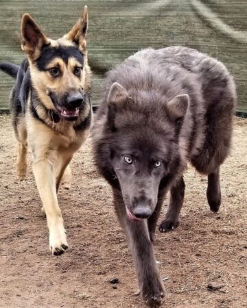 Lycan Shepherd | Dog Breed Facts, Information, Pictures & FAQs