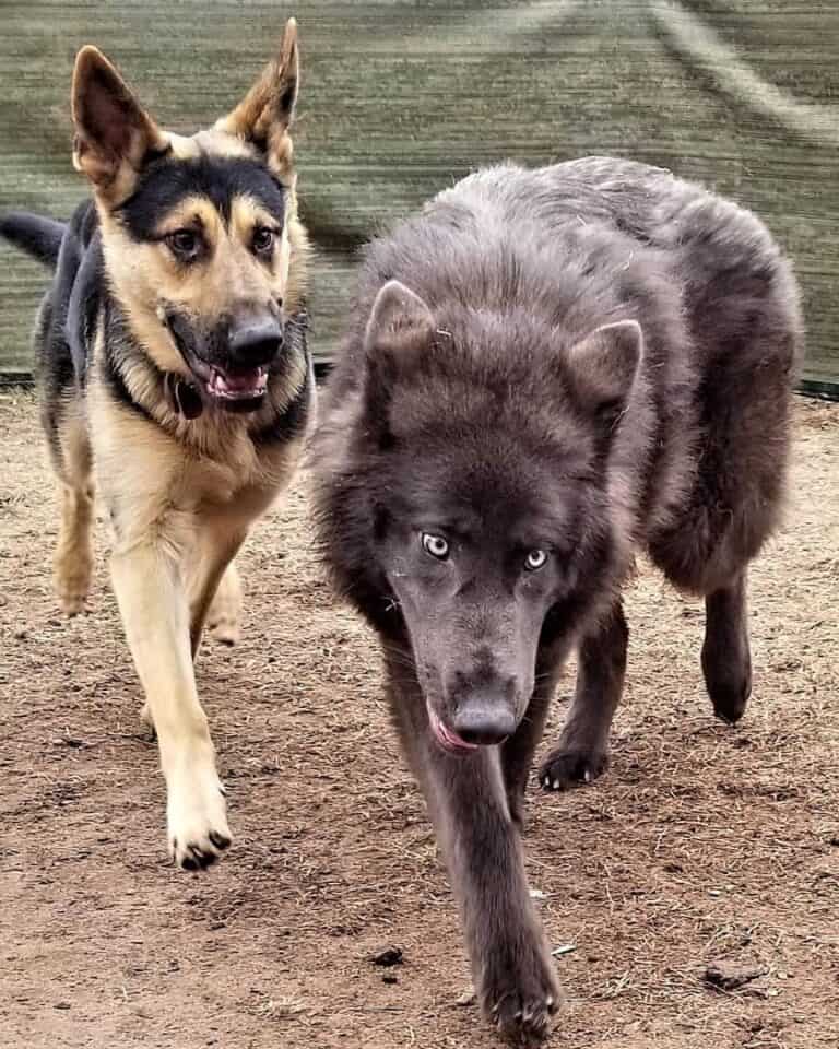 Lycan Shepherd | Dog Breed Facts, Information, Pictures & FAQs