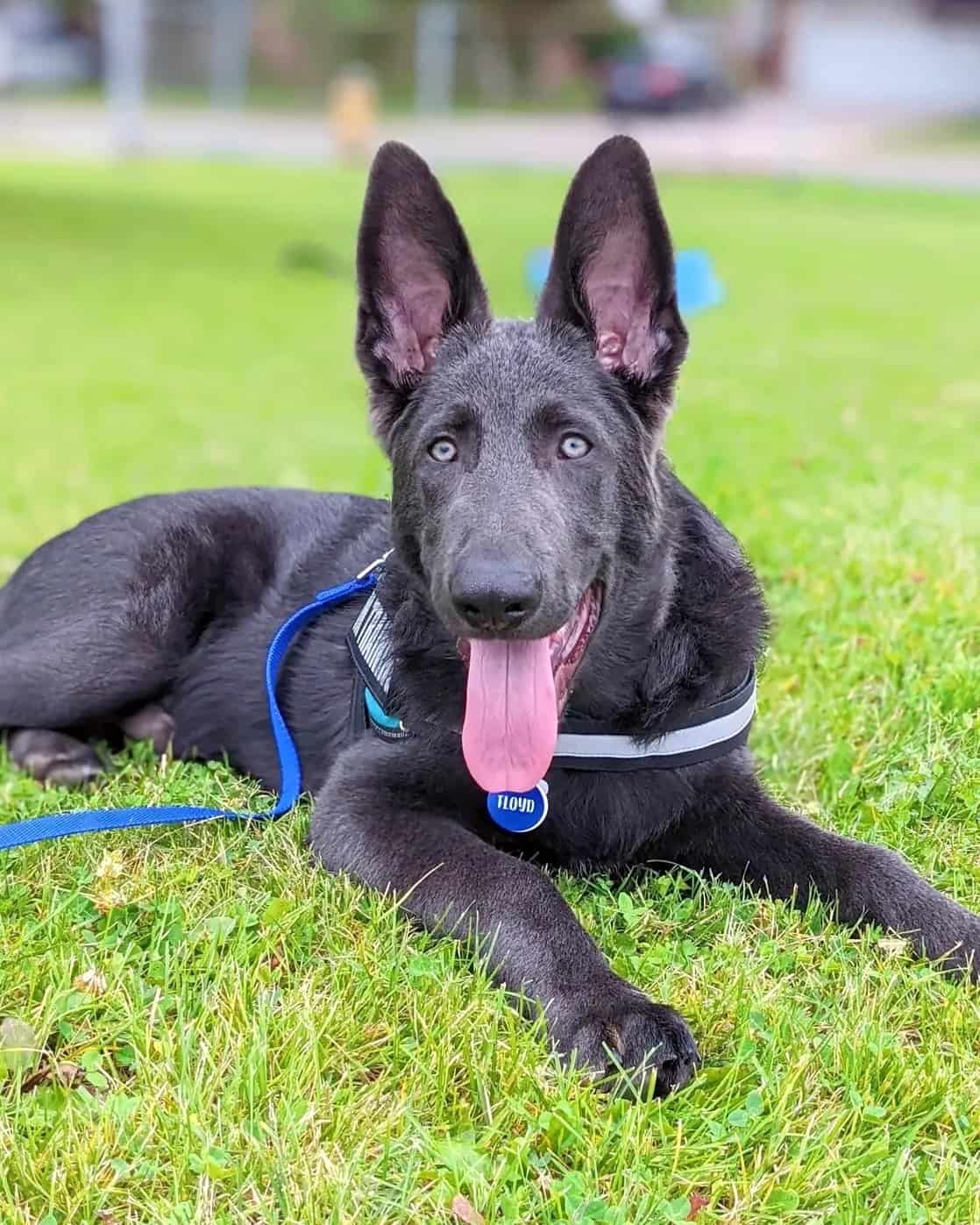 Blue German Shepherd: Facts, Genetics, Health, Pictures & FAQs