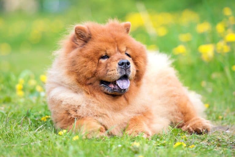 Why Do Chow Chows Have Blue Tongues? Info, Facts & Pictures
