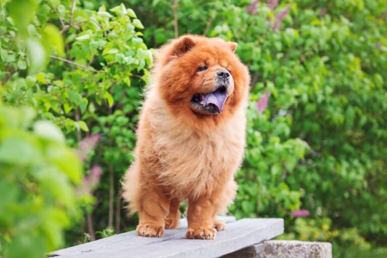 Why Do Chow Chows Have Blue Tongues? Info, Facts & Pictures