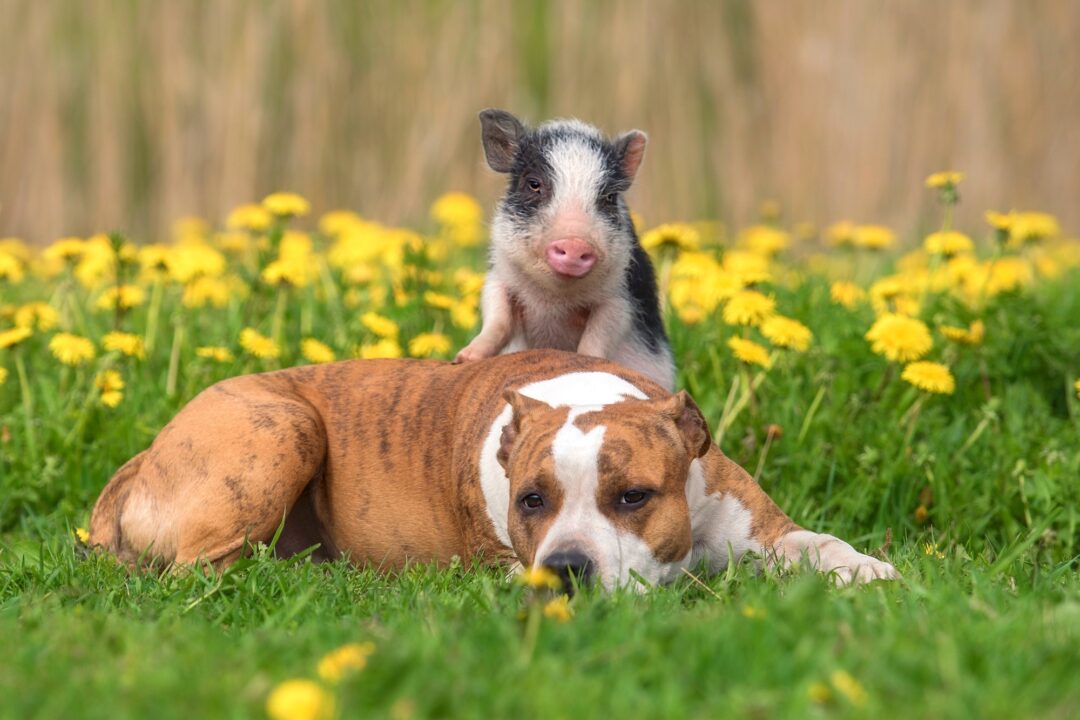 13 Shocking Facts About Teacup Pigs You Need to Know