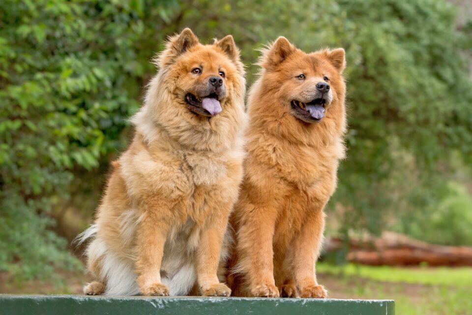Why Do Chow Chows Have Blue Tongues? Info, Facts & Pictures