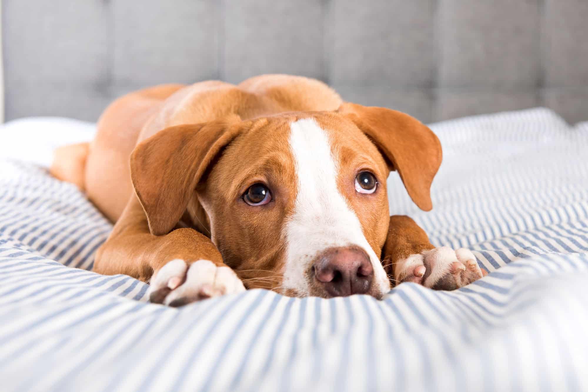 Bloat or GDV in Dogs: Symptoms, Causes, Treatments & Prevention
