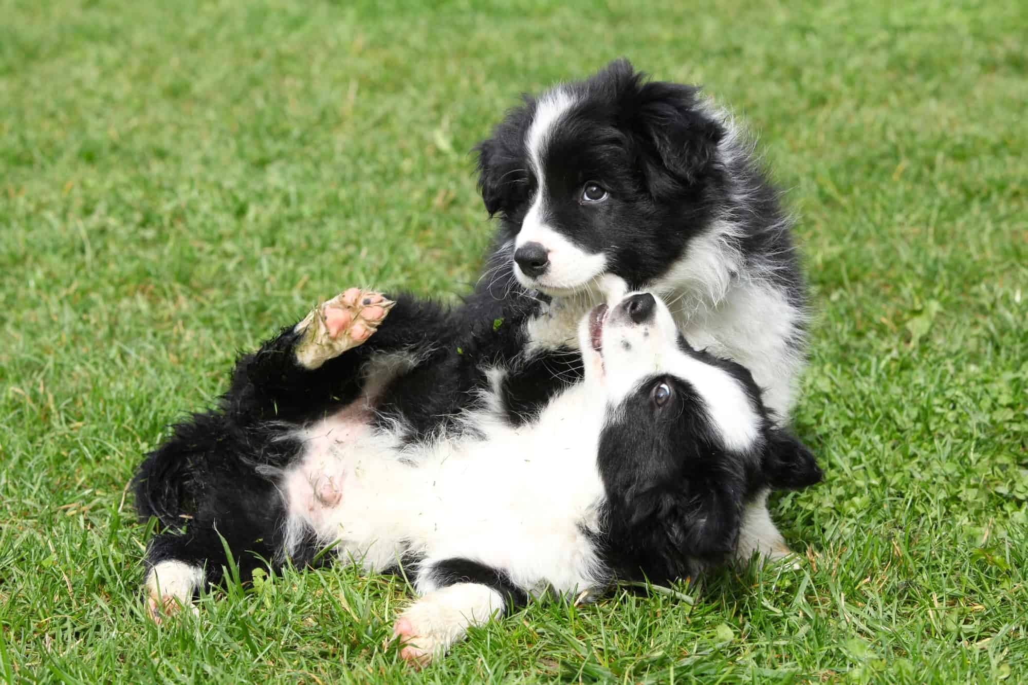 How Much Does a Border Collie Cost? (2025 Price Guide)
