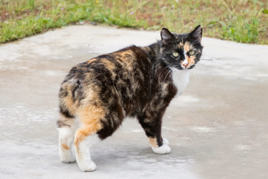 How Much Does a Manx Cat Cost? (2025 Price Guide)