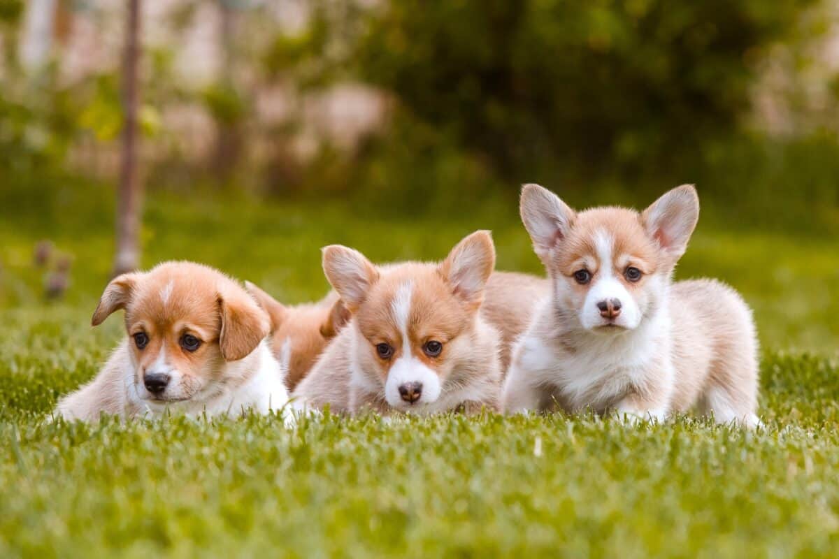 How Much Does A Corgi Cost 2024 Price Guide How Much Does A Corgi Cost 2024 Price Guide