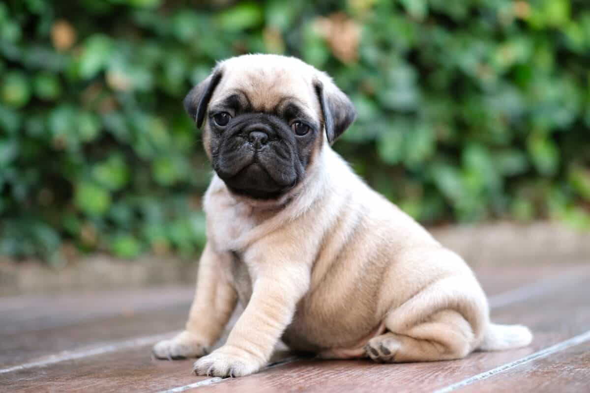 How Much Do Puggles Cost