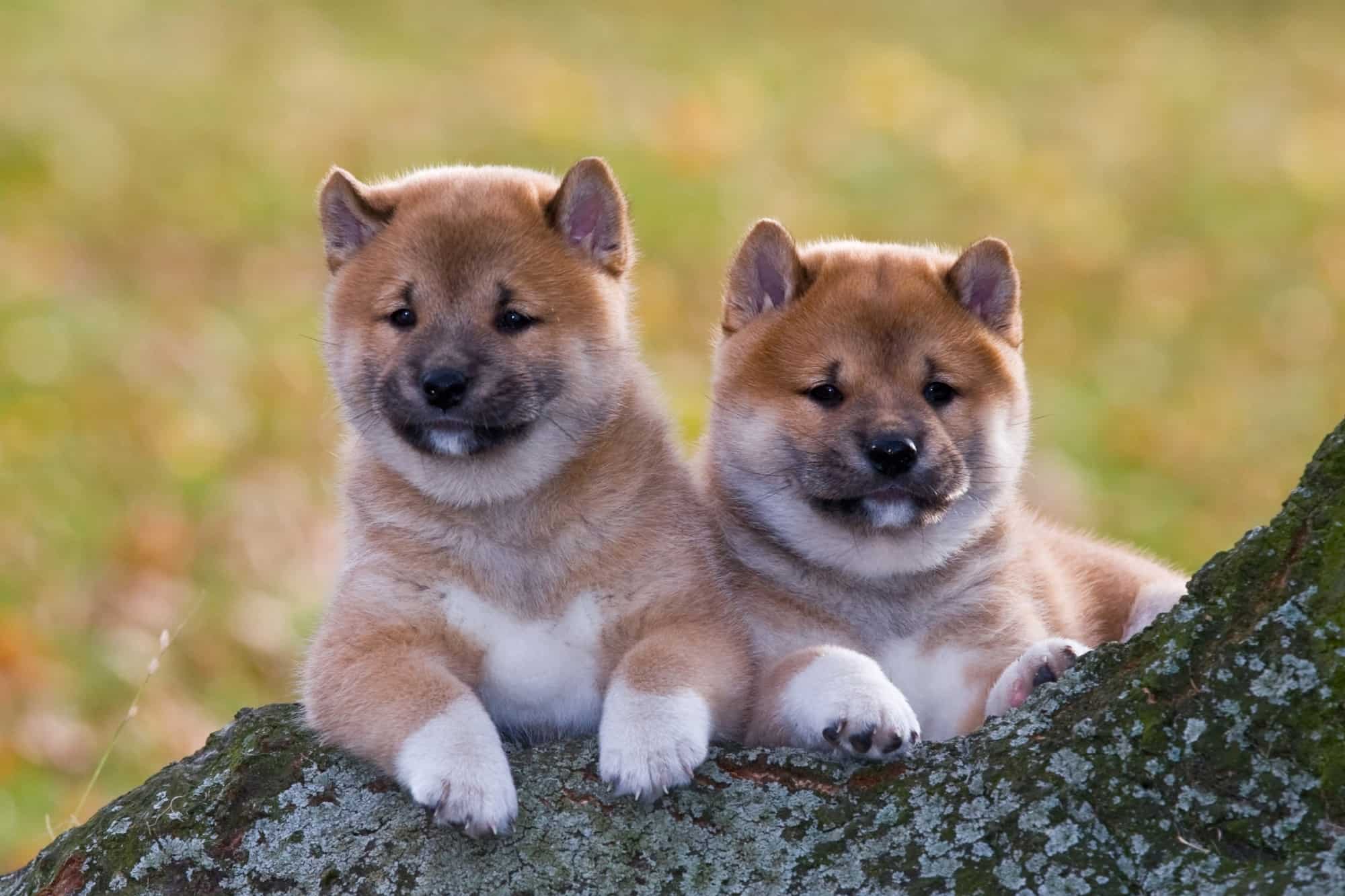 How Much Does a Shiba Inu Cost? (2026 Price Guide)