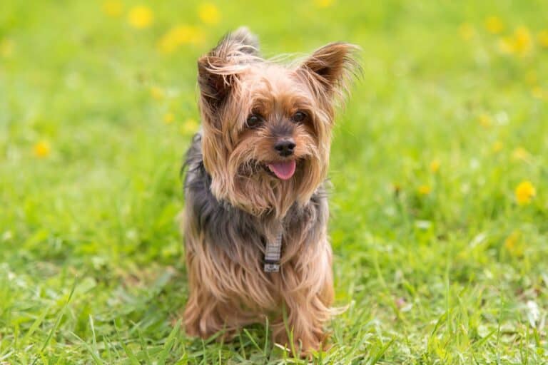 How Much Does a Yorkshire Terrier Cost? (2025 Price Guide)