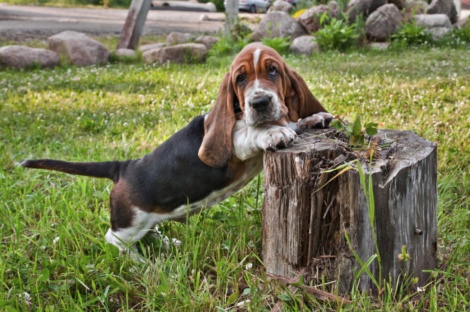 How Much Does a Basset Hound Cost? (2025 Price Guide)