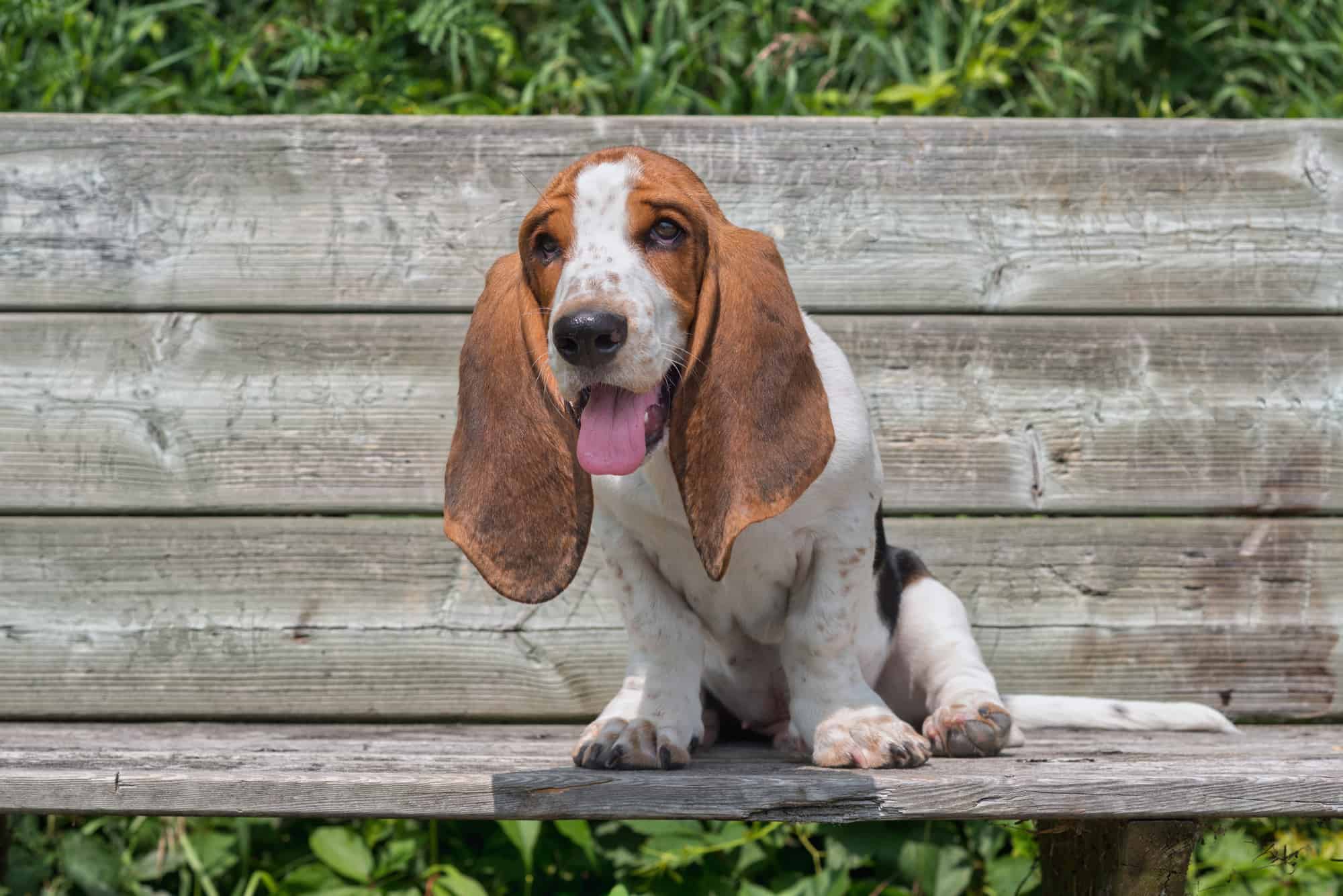 How Much Does a Basset Hound Cost? (2025 Price Guide)