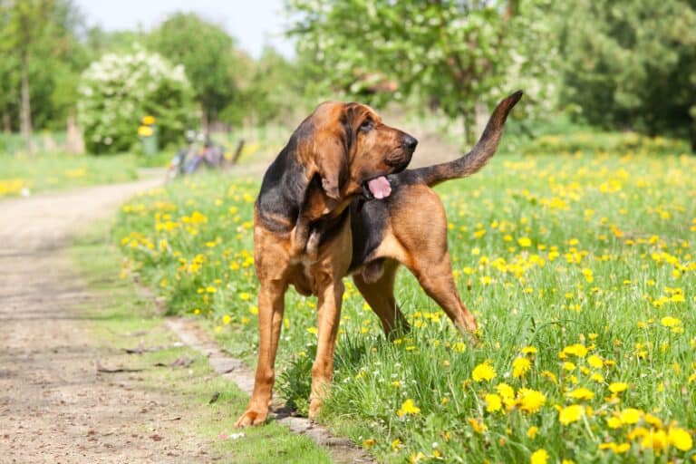 10 Best Bloodhound Breeders (2026): Our Top 10 Picks!
