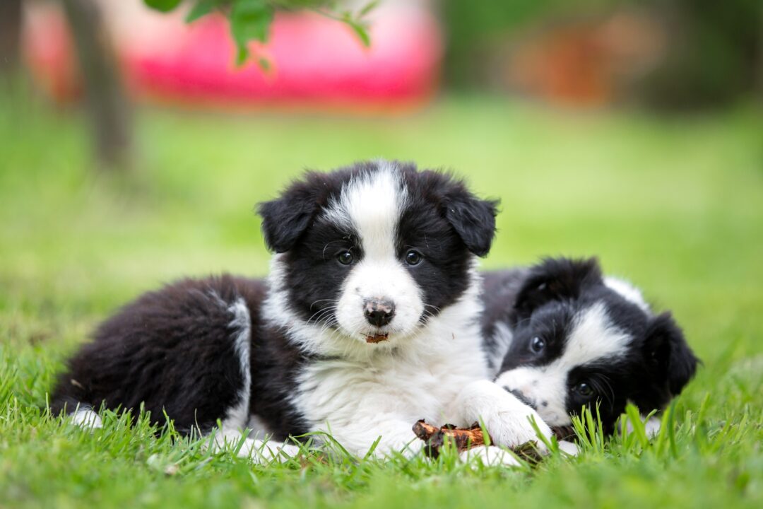 10 Best Border Collie Breeders (2025): Our Top 10 Picks!