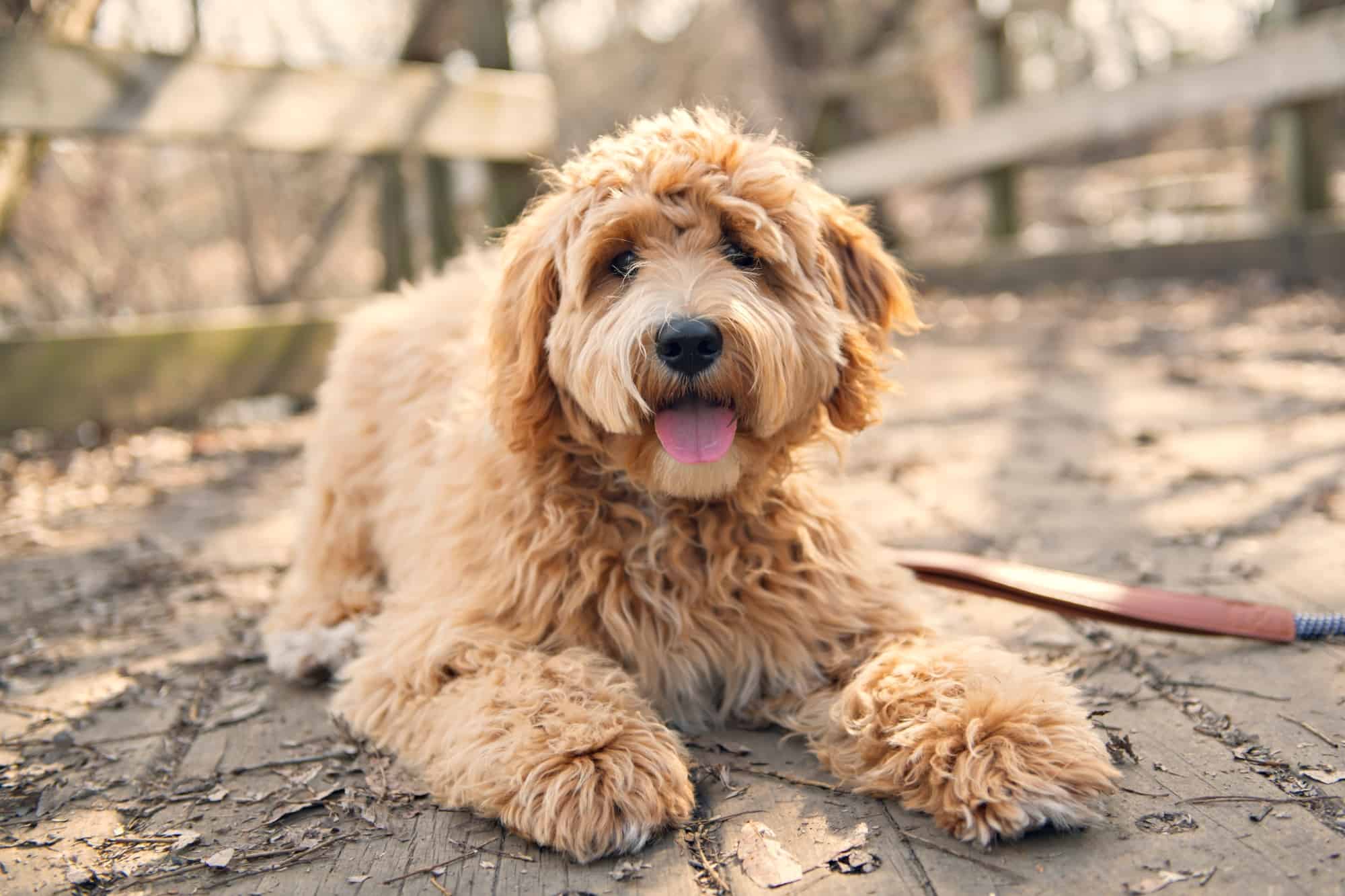 10 Best Labradoodle Breeders (2025): Our Top 10 Picks!