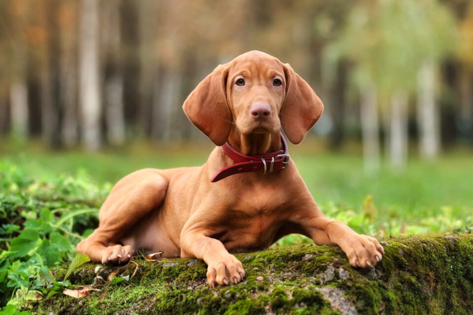10 Best Vizsla Breeders (2025): Our Top 10 Picks!