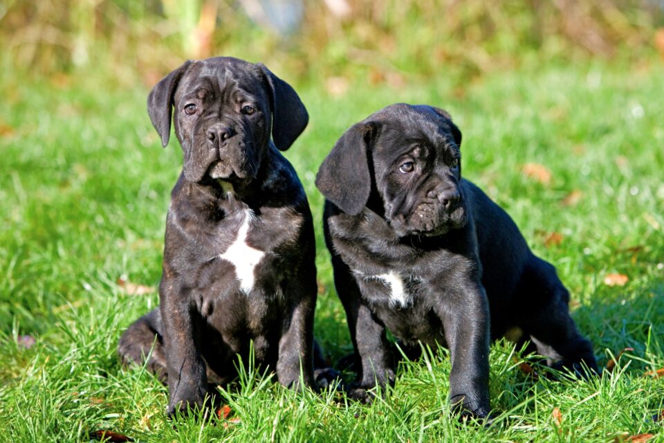 How Much Does a Cane Corso Cost? (2025 Price Guide)