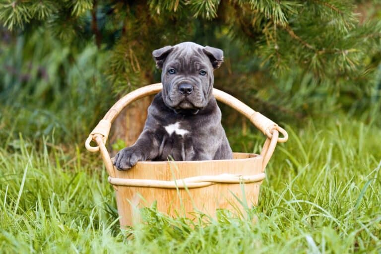 How Much Does a Cane Corso Cost? (2025 Price Guide)
