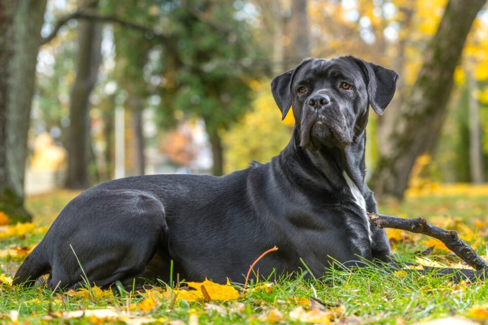 How Much Does a Cane Corso Cost? (2025 Price Guide)