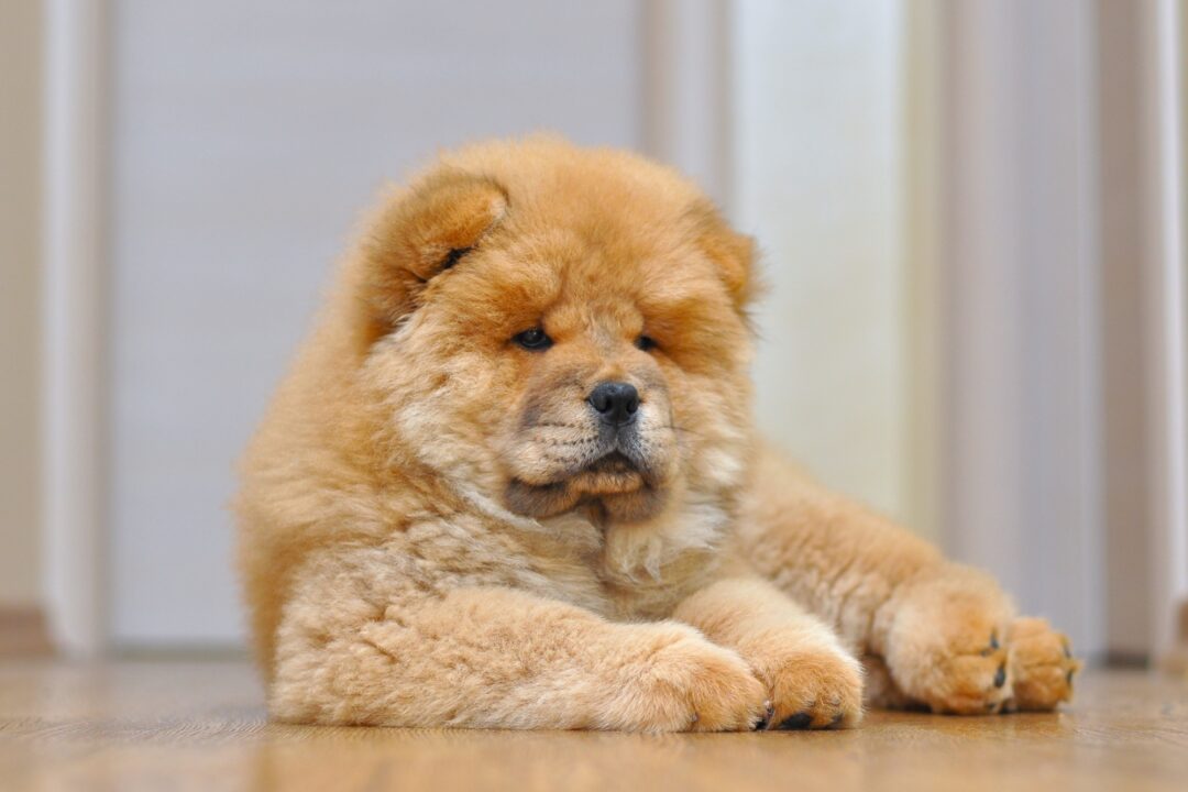 How Much Does a Chow Chow Cost? (2025 Price Guide)