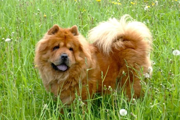 Pitchow (Pitbull & Chow Chow Mix) Info, Pictures, Facts, FAQs & More