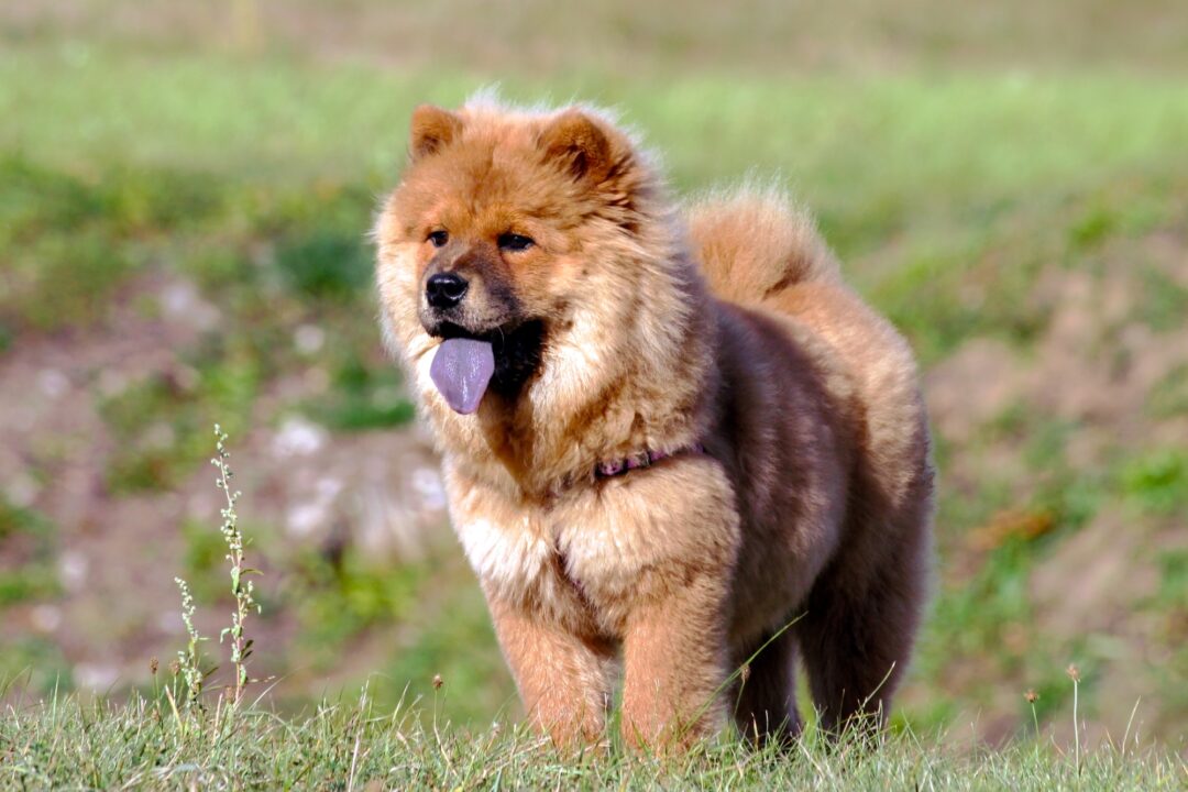 How Much Does a Chow Chow Cost? (2025 Price Guide)