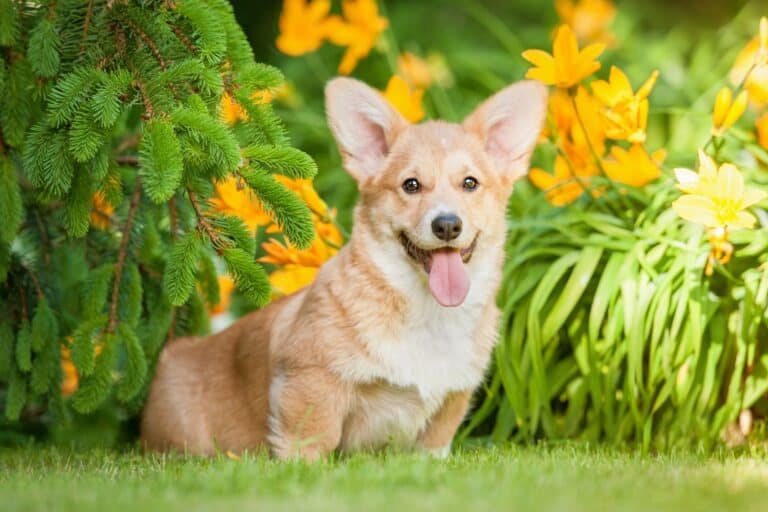 How Much Does a Corgi Cost? (2025 Price Guide)