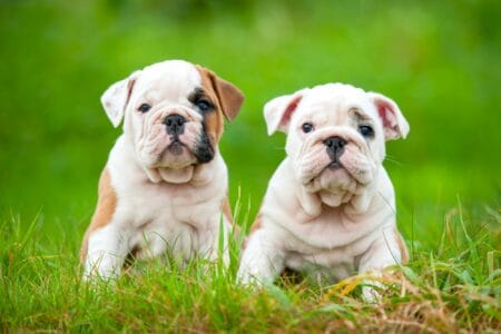 How Much Does an English Bulldog Cost? (2026 Price Guide)