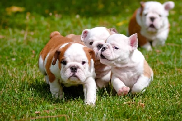 How Much Does an English Bulldog Cost? (2026 Price Guide)