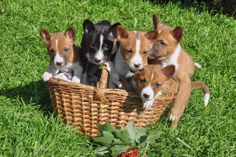 How Much Does a Basenji Cost? (2026 Price Guide)