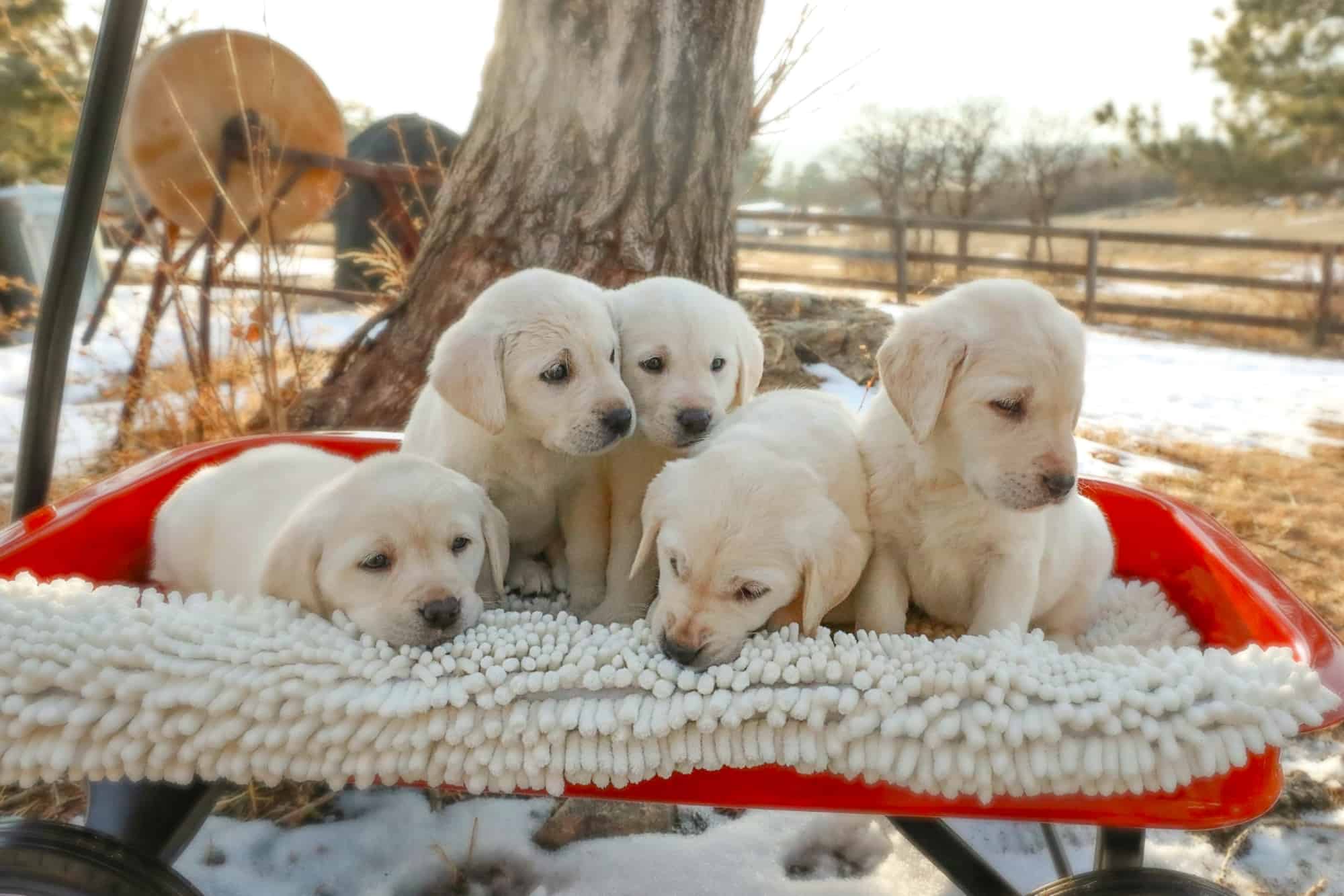 10 Best Labrador Breeders (2025): Our Top 10 Picks!