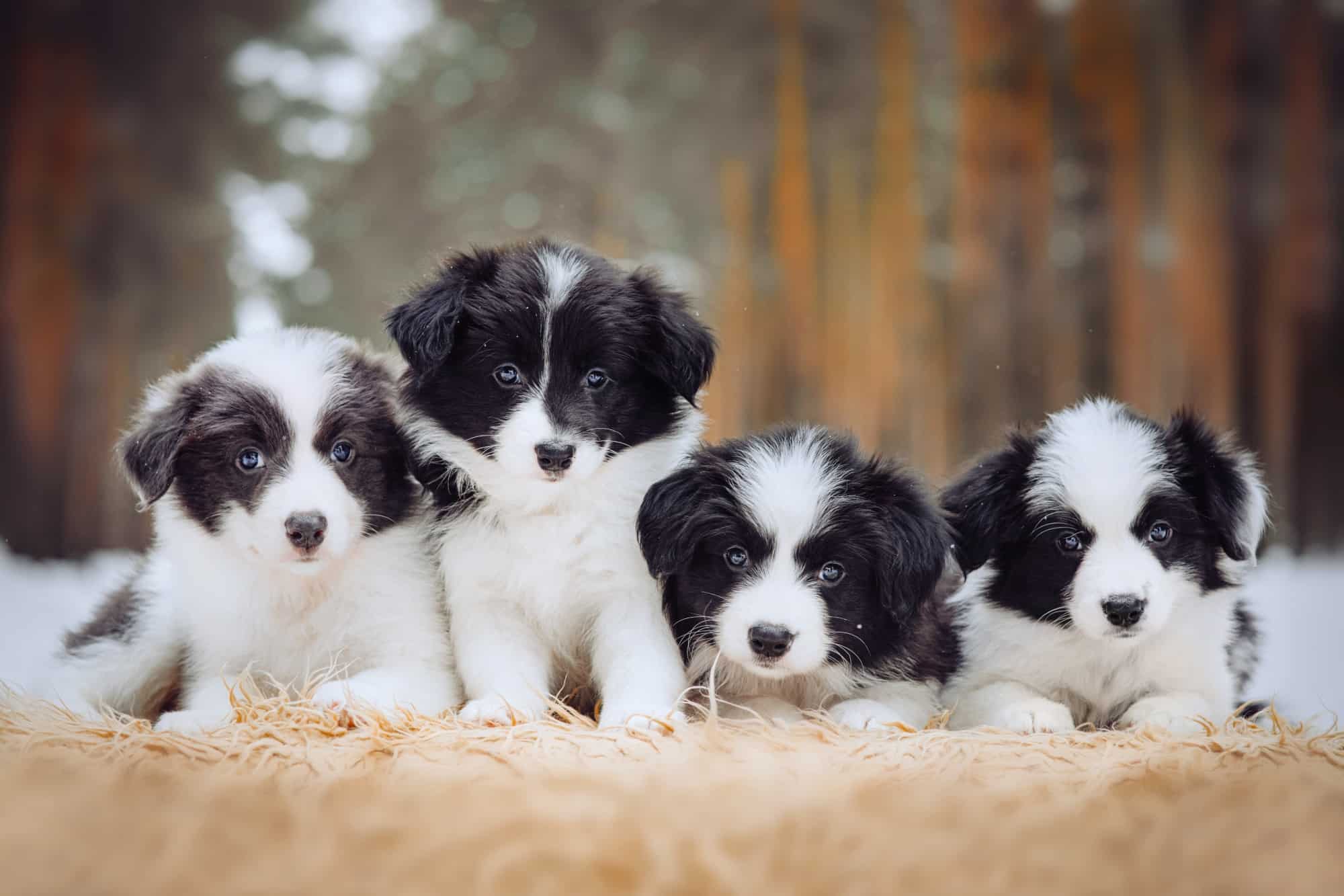 10 Best Border Collie Breeders (2025): Our Top 10 Picks!