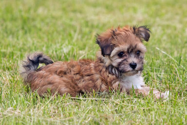 How Much Does a Havanese Cost? (2026 Price Guide)