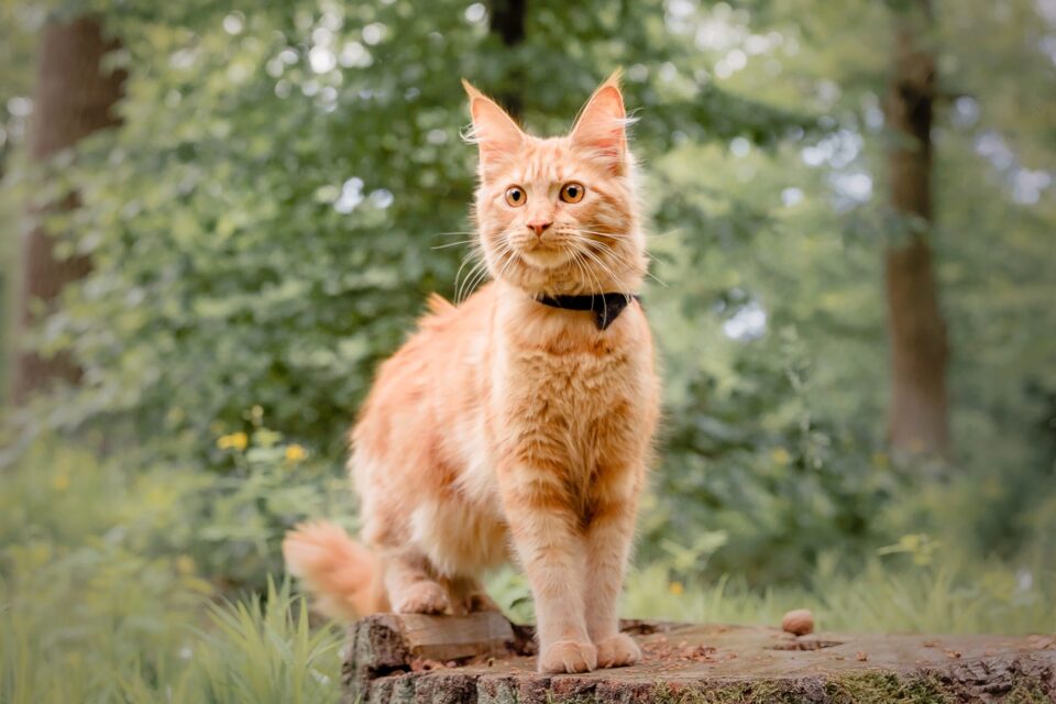 How Much Does a Maine Coon Cost? (2026 Price Guide)