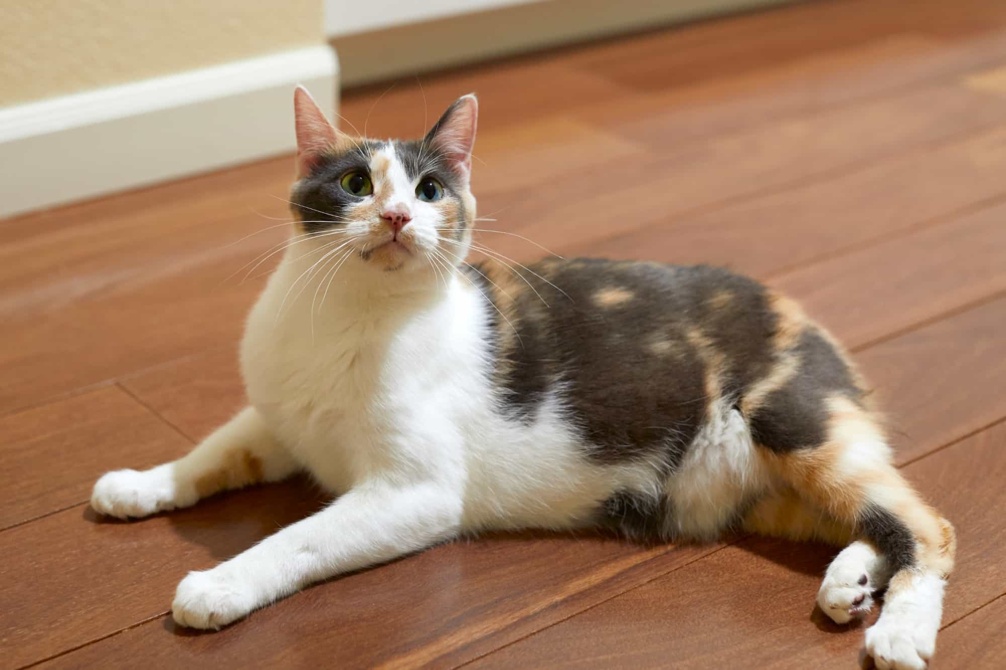 How Much Does a Manx Cat Cost? (2025 Price Guide)