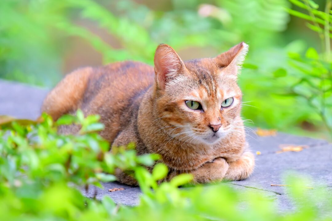 How Much Does a Manx Cat Cost? (2025 Price Guide)