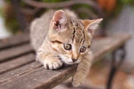 How Much Does a Manx Cat Cost? (2025 Price Guide)