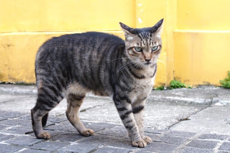 How Much Does a Manx Cat Cost? (2025 Price Guide)