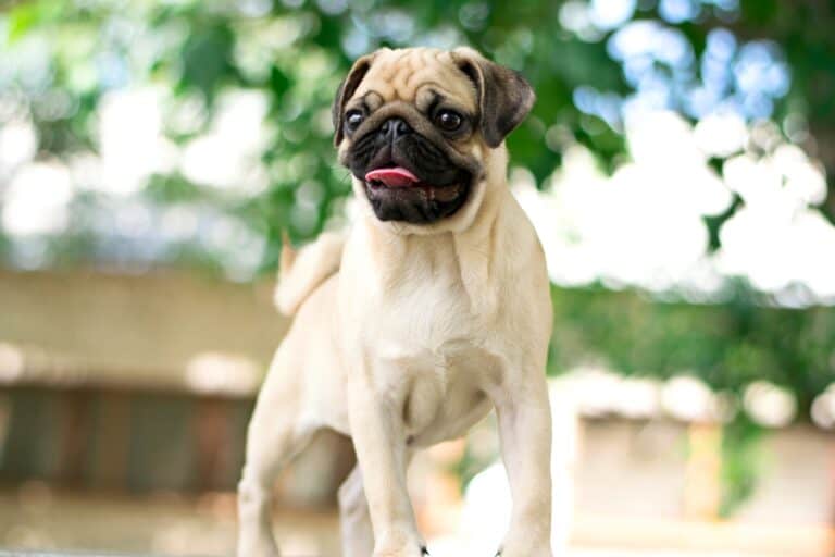 How Much Does a Pug Cost? (2025 Price Guide)