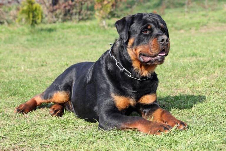 How Much Does a Rottweiler Cost? (2025 Price Guide)
