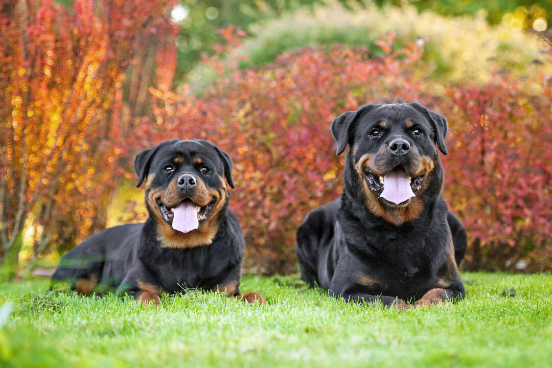 How Much Does a Rottweiler Cost? (2025 Price Guide)