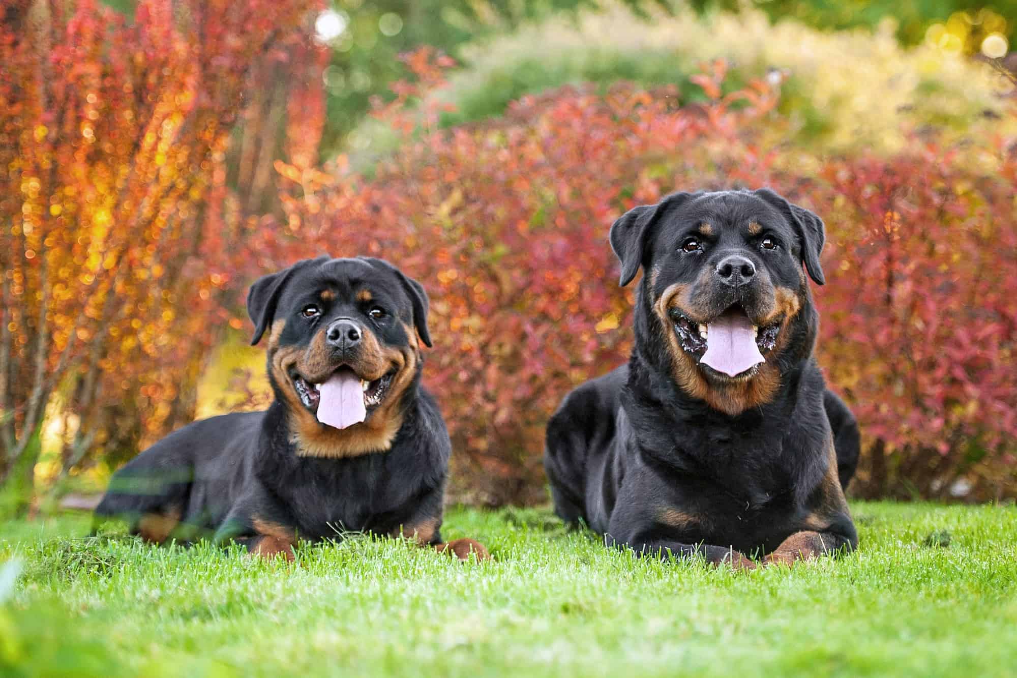 How Much Does a Rottweiler Cost? (2025 Price Guide)