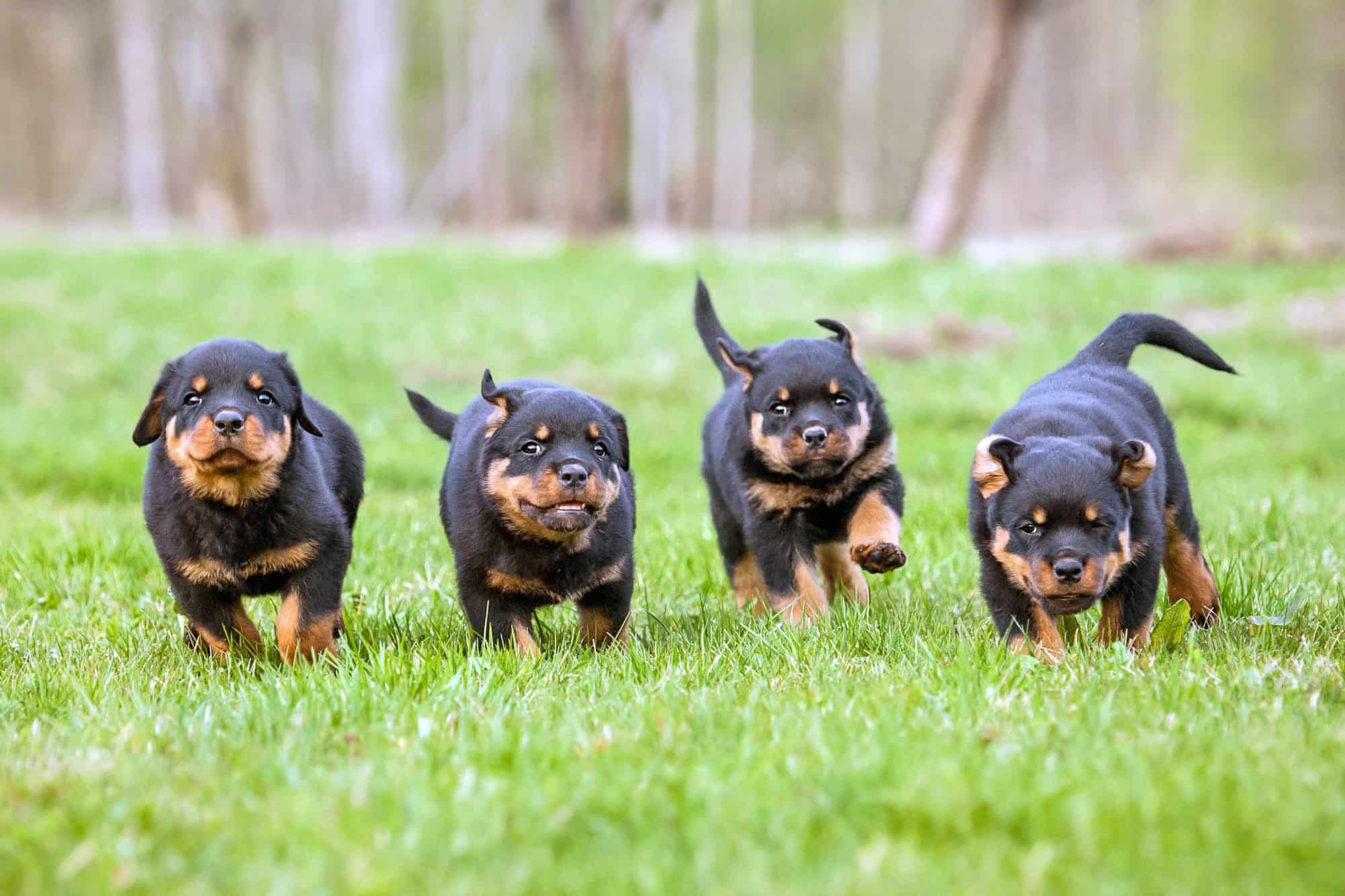 How Much Does It Cost To Register A Rottweiler