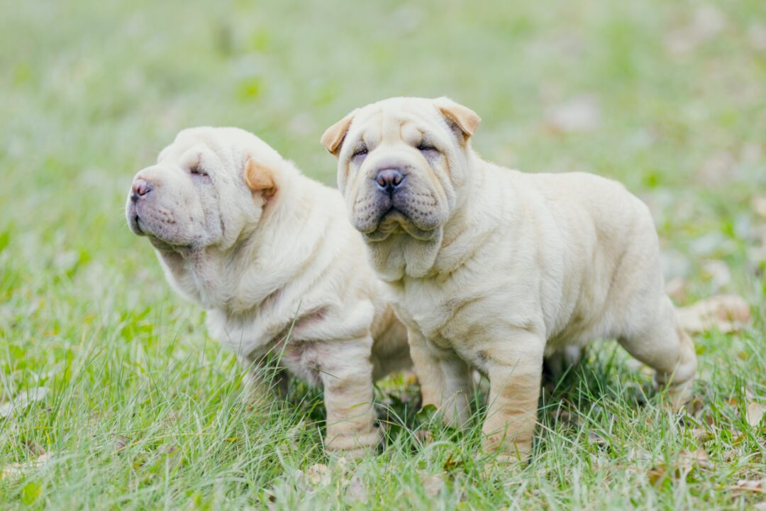 How Much Does a Shar-Pei Cost? (2026 Price Guide)