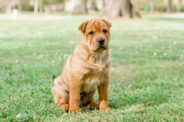 How Much Does a Shar-Pei Cost? (2026 Price Guide)