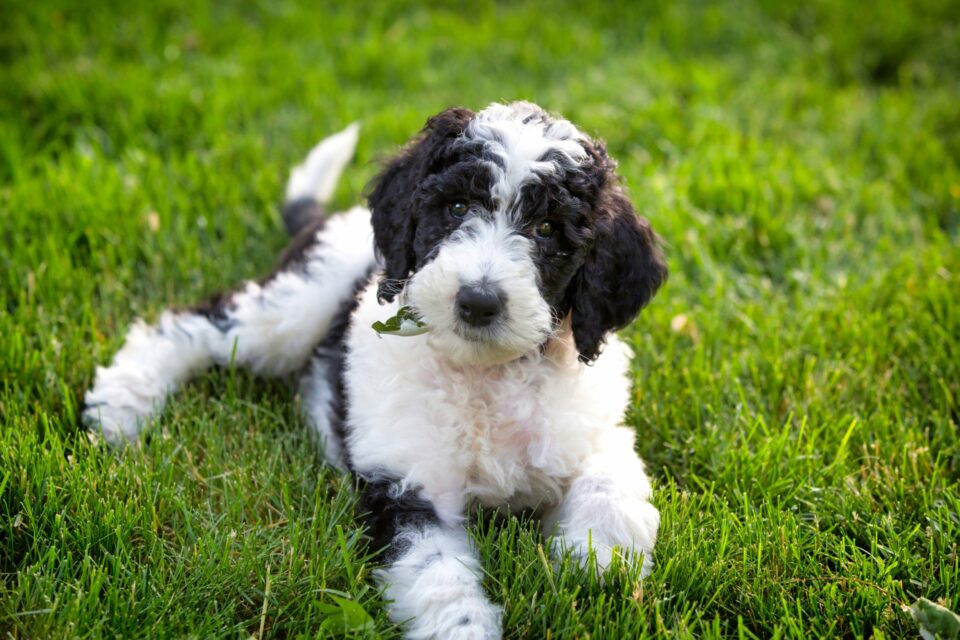 How Much Does a Sheepadoodle Cost? (2026 Price Guide)