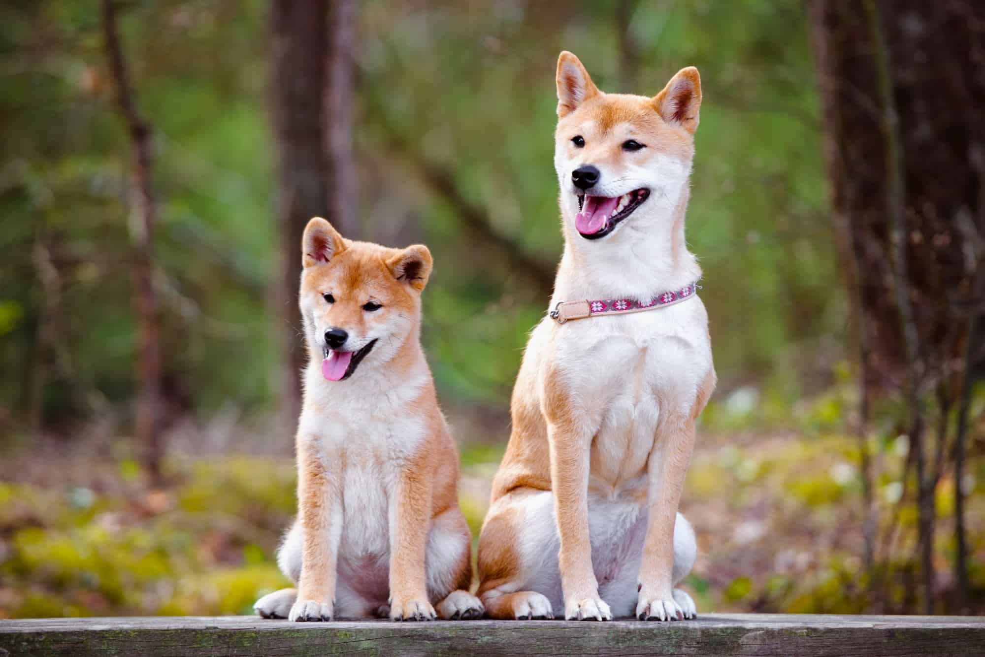 How Much Does a Shiba Inu Cost? (2025 Price Guide)